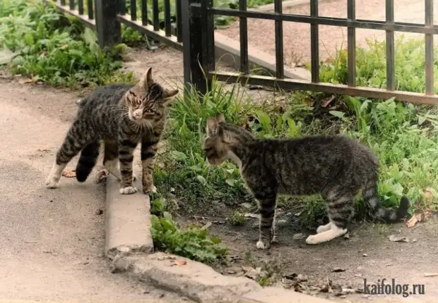 Умные мысли о кошках - Жизнь - театр - 11 апреля - 43740178906 ...
